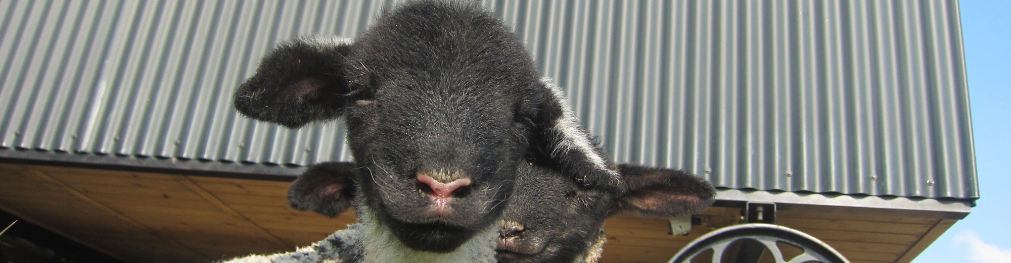 Book - Hare Farm Hideaways