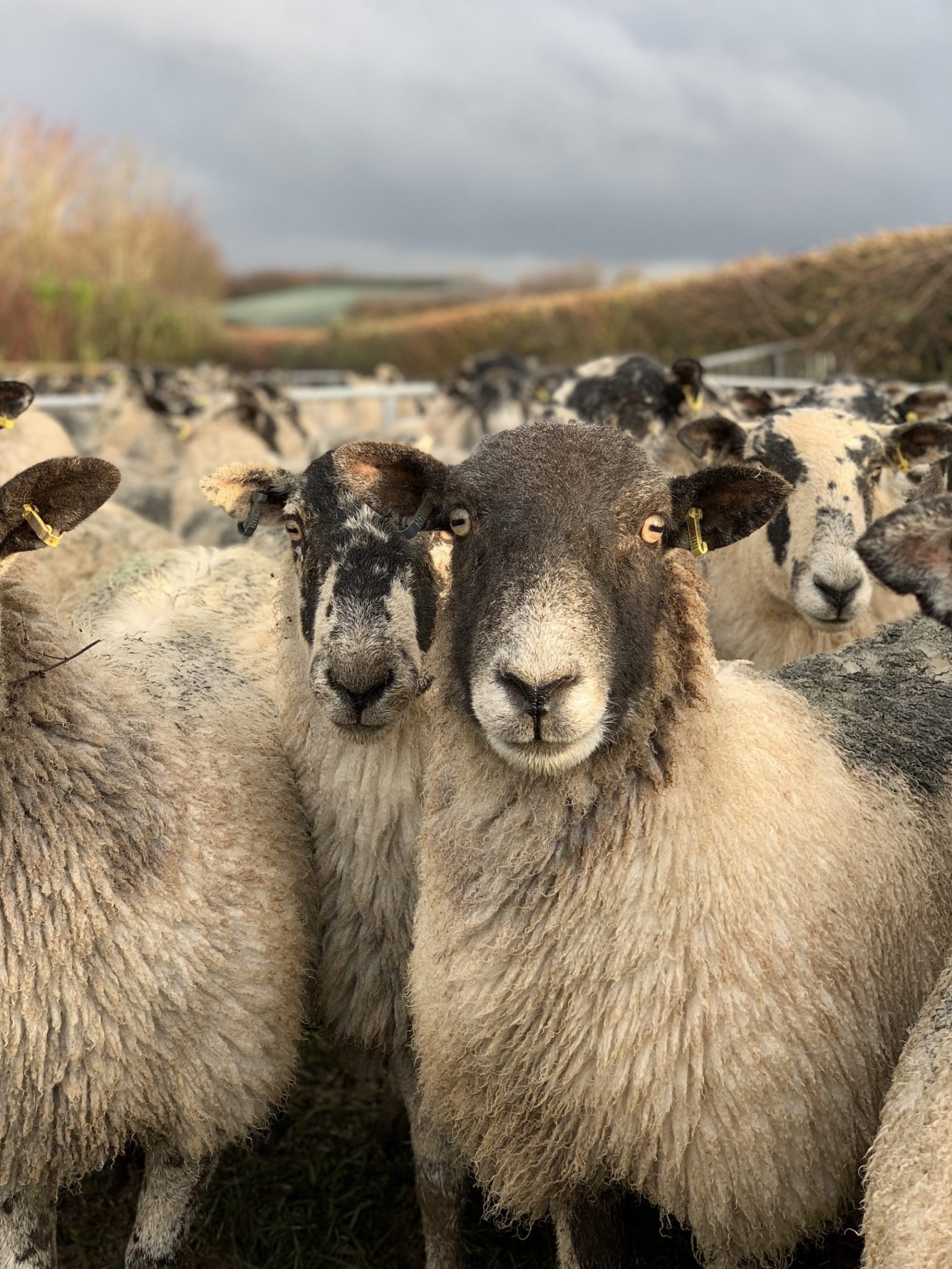 We will be lambing - Hare talk Hare Farm Hideaways lambs